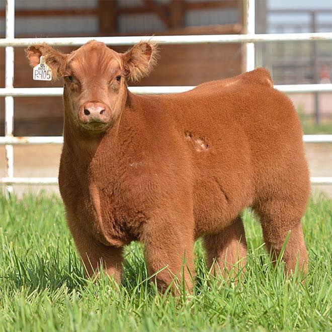 นี้วัวพันธุ์อะไรเนี่ย